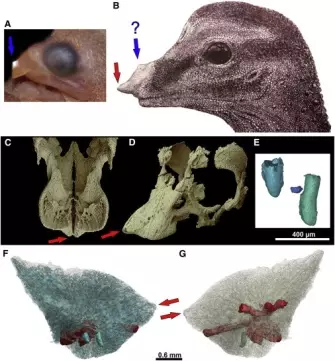 Fossil သည် 'ချစ်စရာကောင်းသော' ဒိုင်နိုဆောကလေး၏ ဦးခေါင်းခွံအသွင်အပြင်ကို ထုတ်ဖော်ပြသခဲ့သည်။ 7827_3