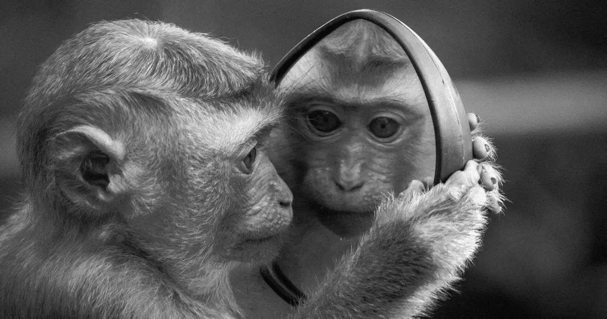 Судалгаанаас харахад сармагчингууд дүгнэлт хийх чадвартай байдаг