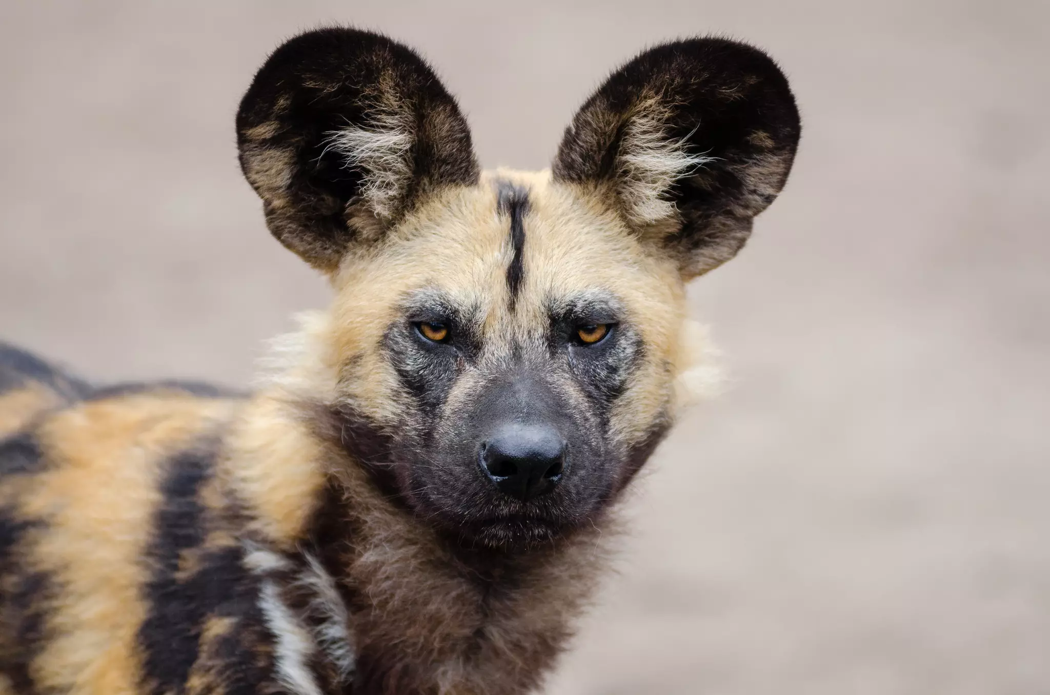 Wild African Dogs Dára Eleyi Democratic idaraya