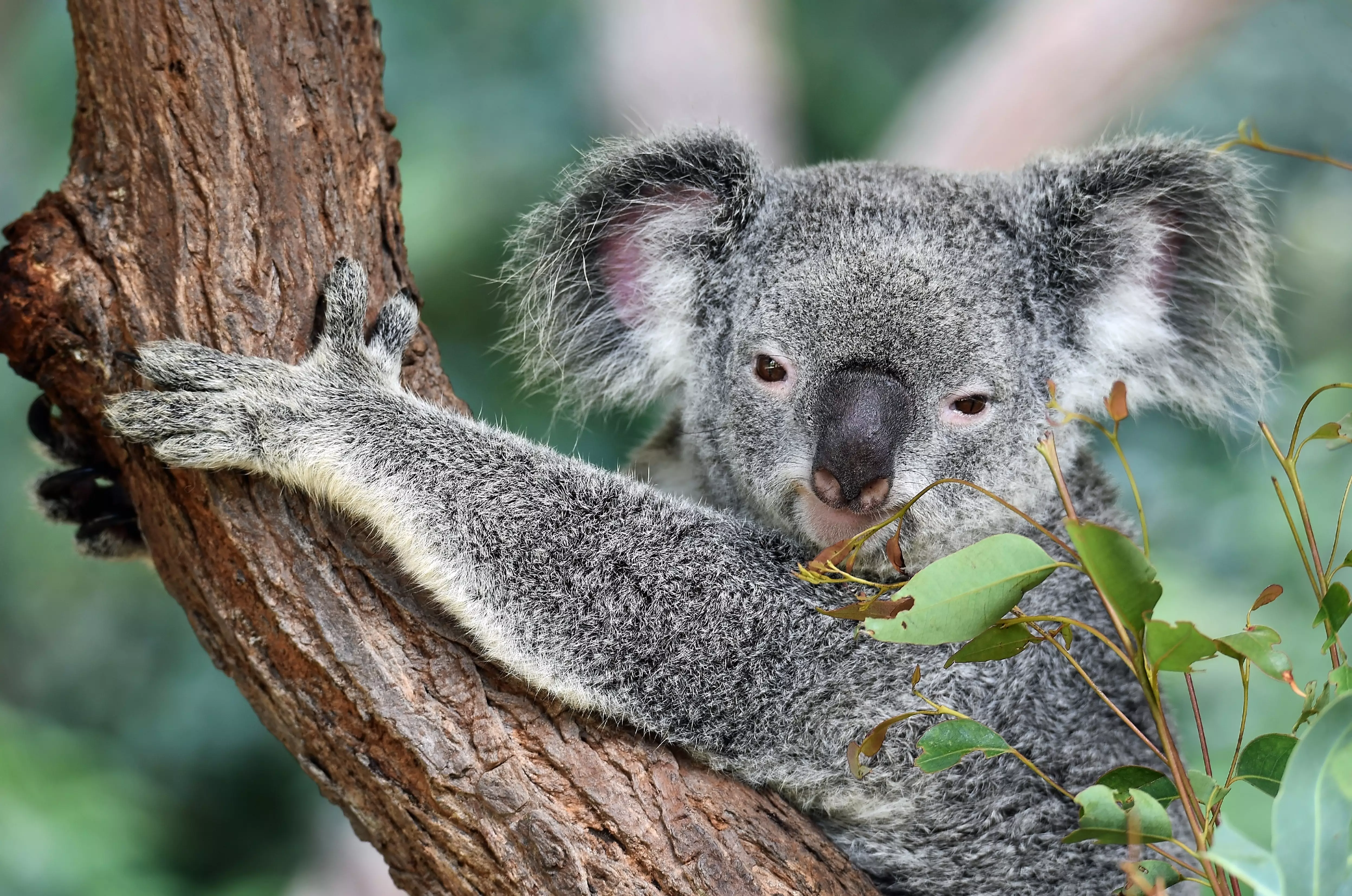 Kuchagua aina mpya za 'mwavuli' nchini Australia kunaweza kuokoa nyingine nyingi 9293_1