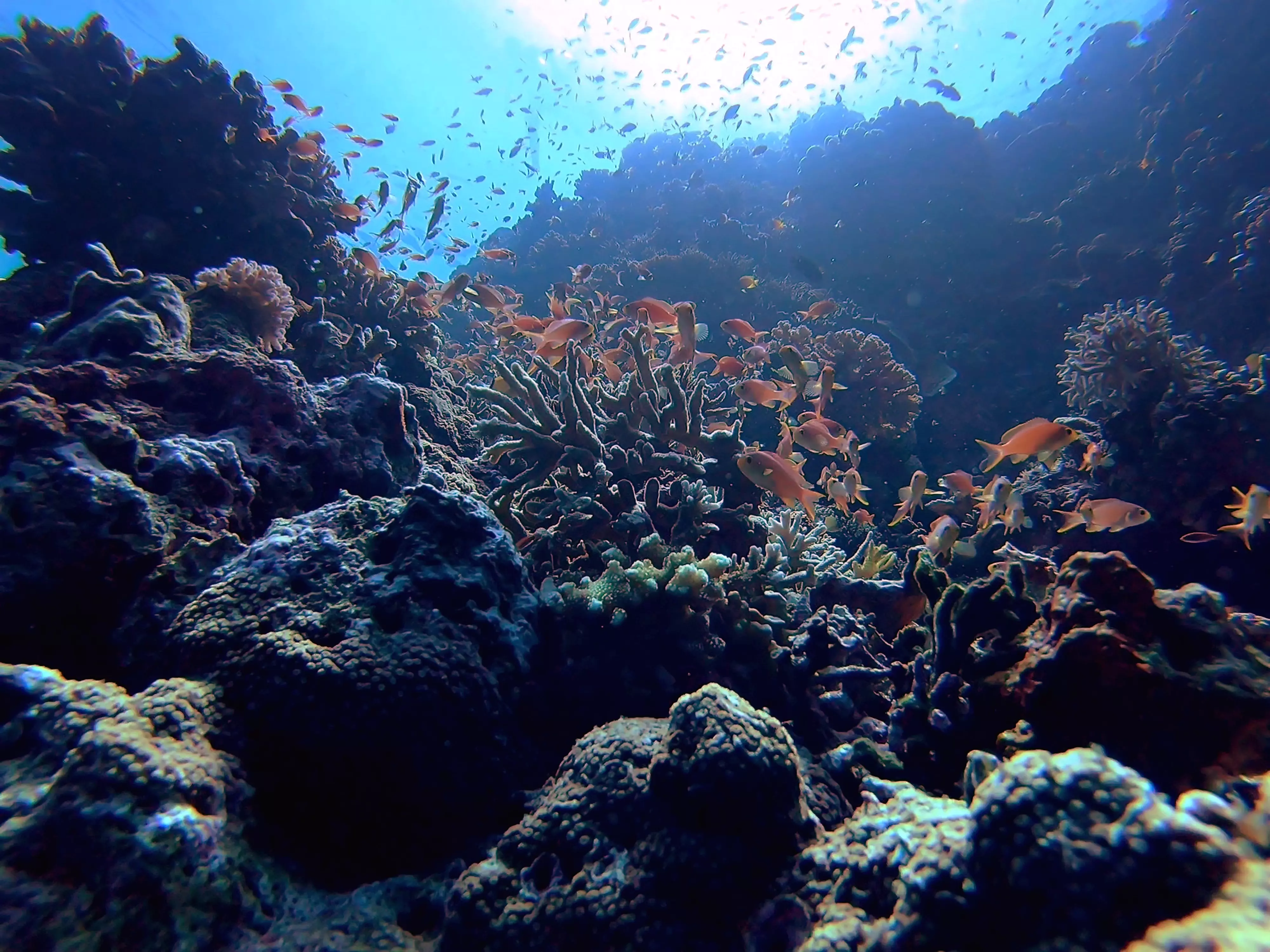Miks on põhjust olla korallriffide suhtes optimistlik? 9302_1