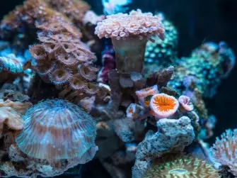 เหตุใดจึงมีเหตุผลที่จะมองโลกในแง่ดีเกี่ยวกับแนวปะการัง 9302_2