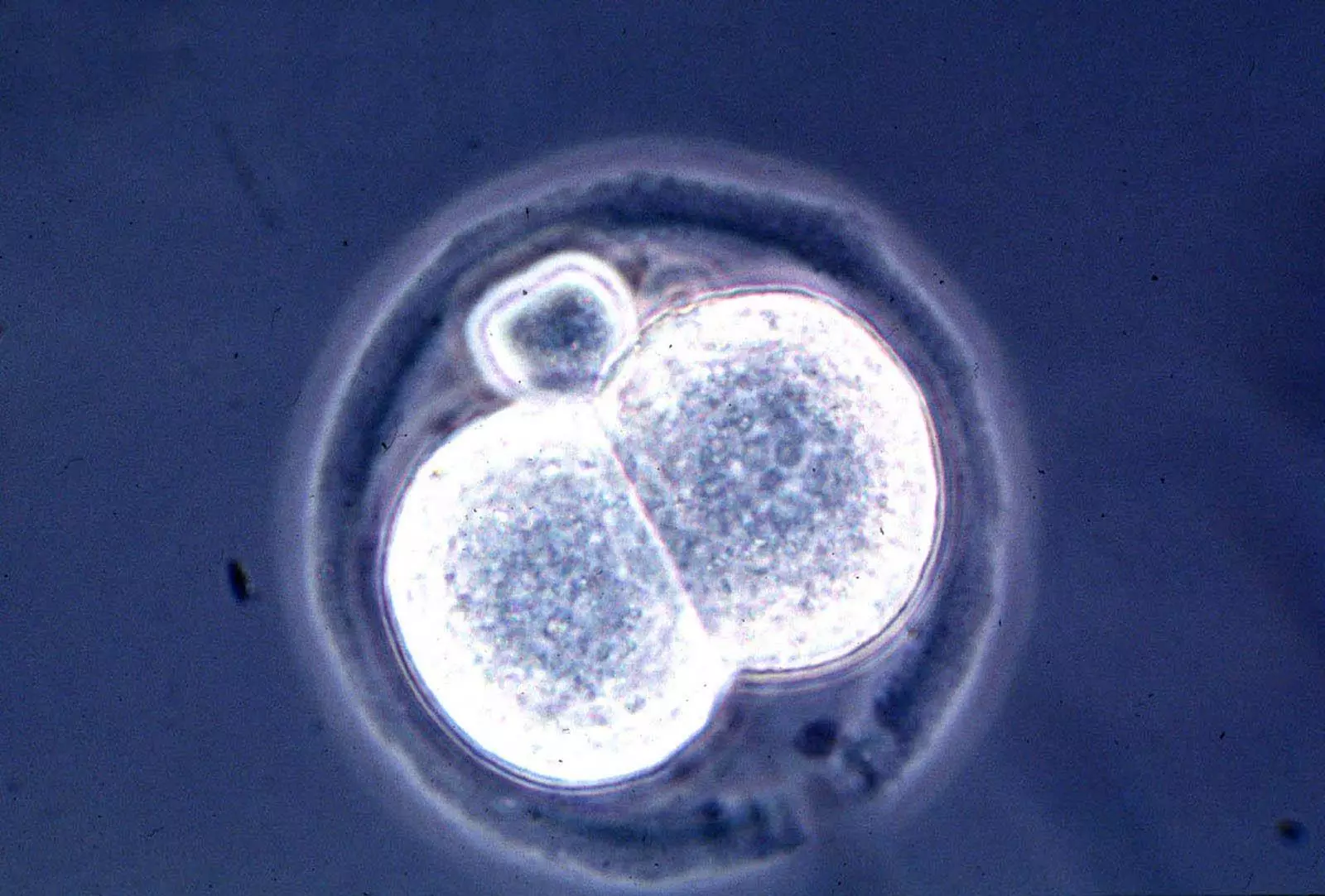 Is laboratorium-gekweekte embrio's en menslike basters eties? 9372_1