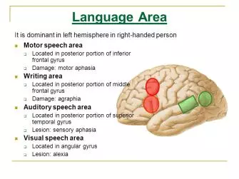 Cum procesează creierul vorbirea? Acum știm răspunsul și este fascinant 9545_4