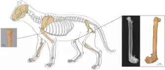 Древен скелет на котка е открит по Пътя на коприната 9596_3