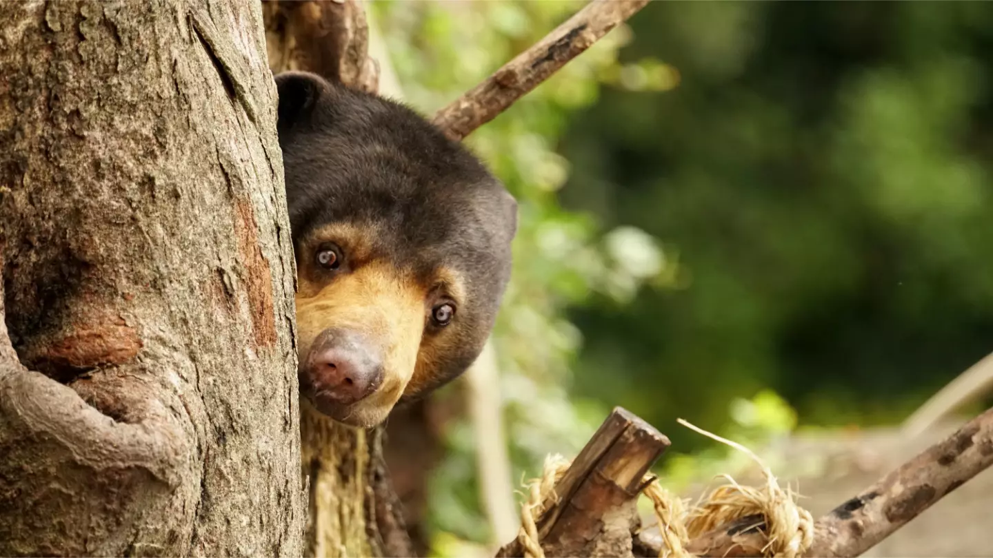מחקר חדש: כמו בני אדם, גם הדובים הקטנים בעולם יכולים לחקות פנים 9651_1