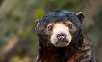 Nou estudi: com els humans, els óssos més petits del món també poden imitar cares 9651_3