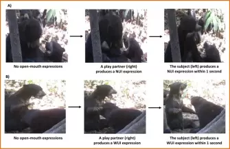 Nou estudi: com els humans, els óssos més petits del món també poden imitar cares 9651_4
