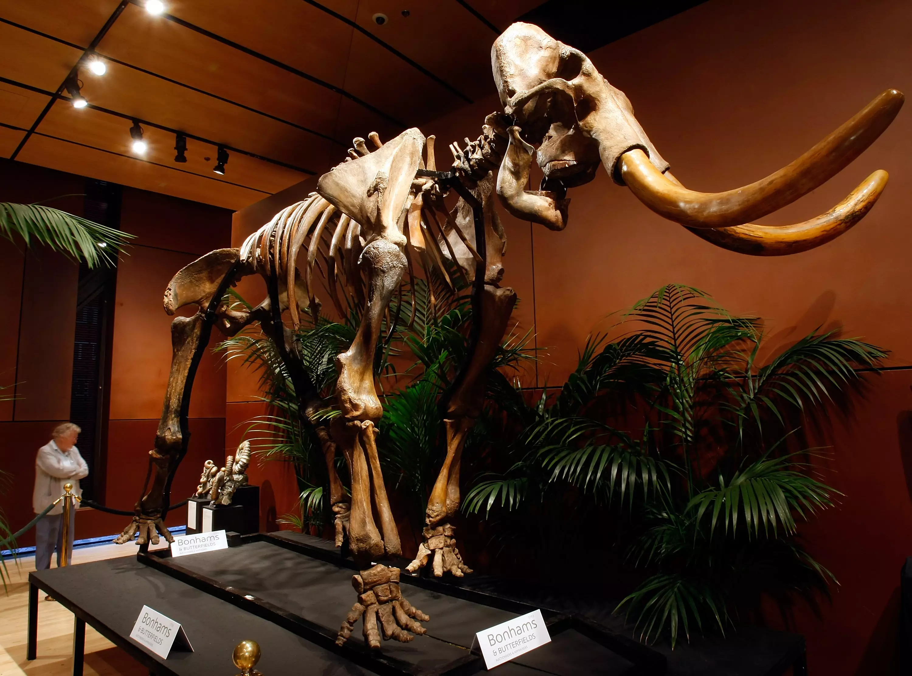 Cómo el ADN reveló el destino del mamut lanudo y lo que nos enseña hoy 9741_1