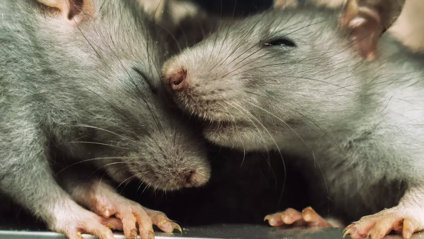 荷兰神经科学家说，老鼠“感受到其他老鼠的痛苦” 9813_1