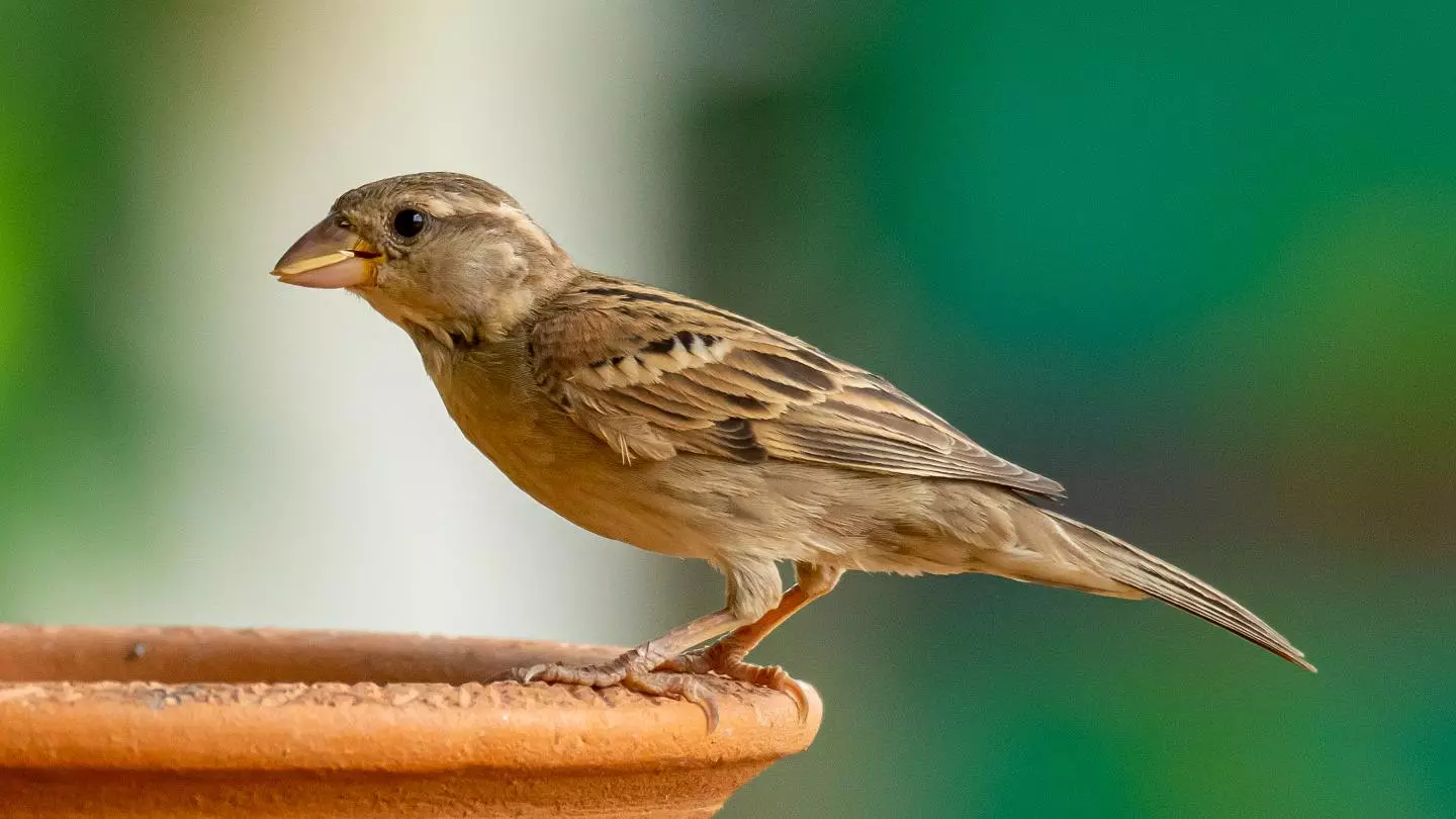 मानिस मात्र स्व-औषधि गर्ने जनावर होइन 9887_1